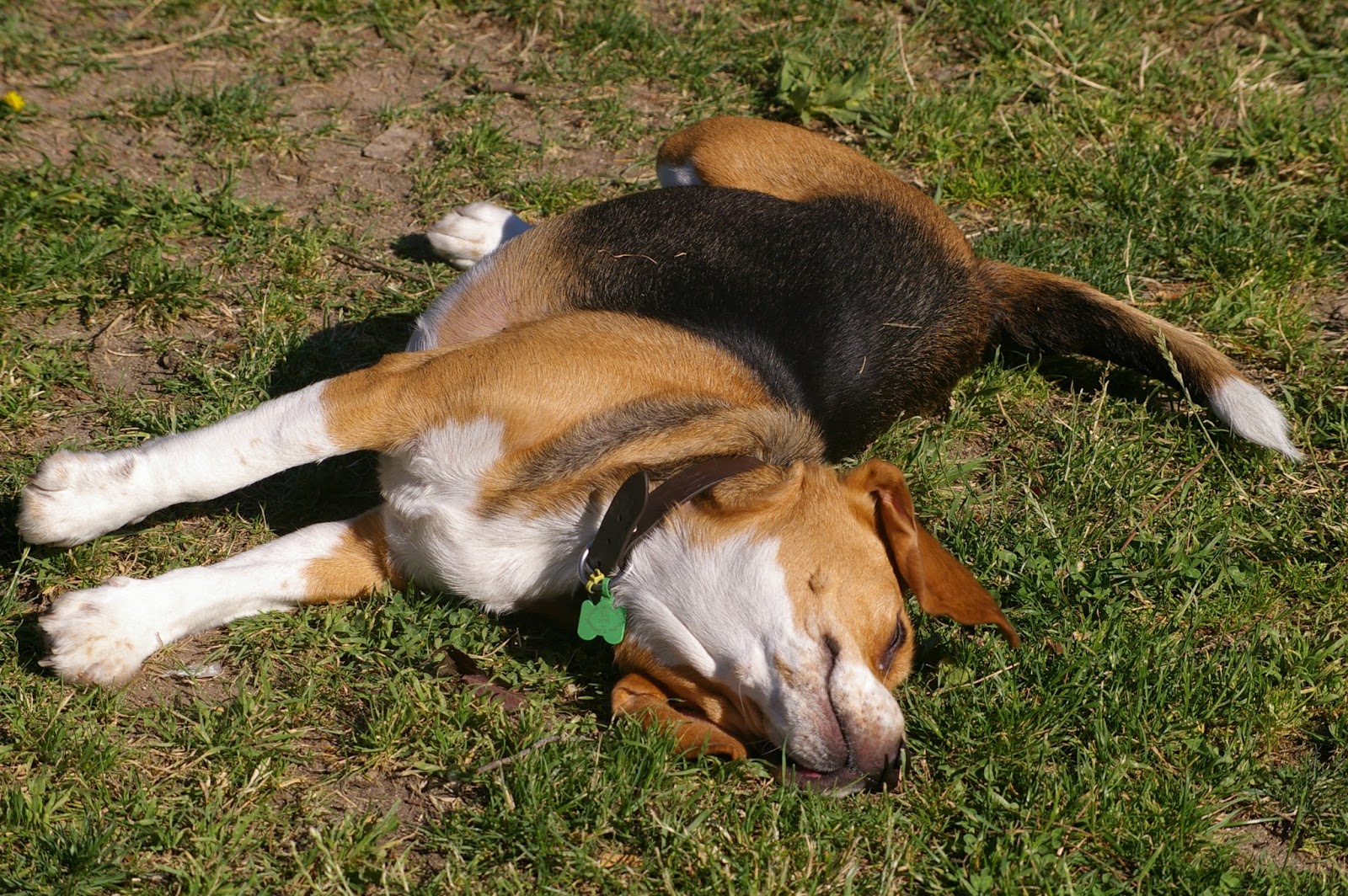 Los Bababus según yo. El origen del perro y sus razas.