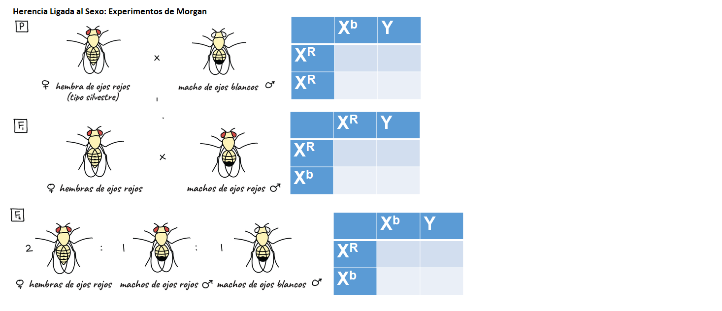 BIOLOGÍA: COLEGIO CULTURAL SANTIAGO: Sesión 2.- Teoría Cromosómica de ...