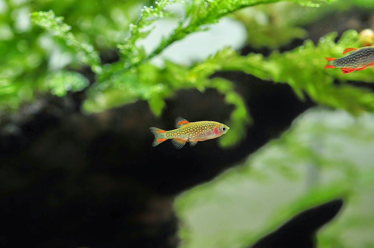 USM: Microrasbora Galaxy (Danio margaritatus), Emerald Dwarf Rasbora ...