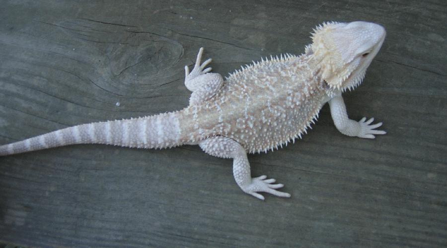 Agama Brodata Hypo Red Pastel