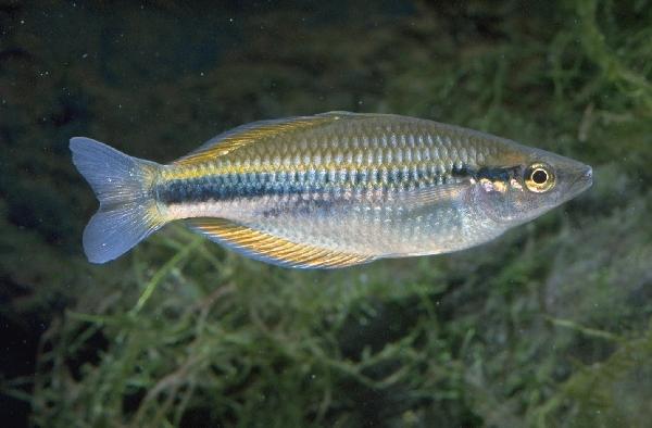 INDONESIAN FRESHWATER FISH COMMUNITY - IFFC: RAINBOW I