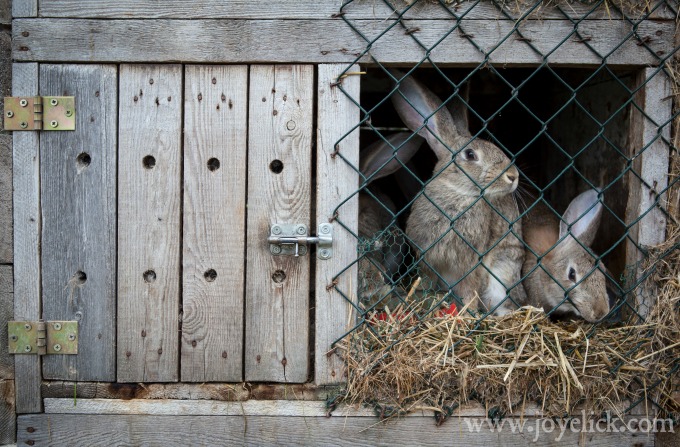 RABBIT KEEPING: What you need to know to get started! | Farm Girl ...