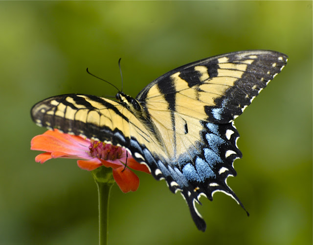 Riverdaze…: FLUTTER BY, BUTTERFLY