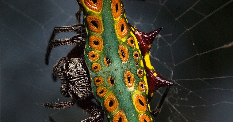 Variety of Life: Gasteracantha