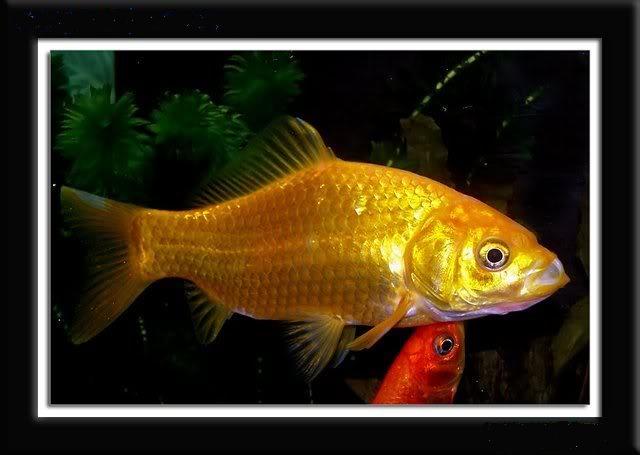 Artes de Pesca: VAMOS A PESCAR EL PEZ ROJO