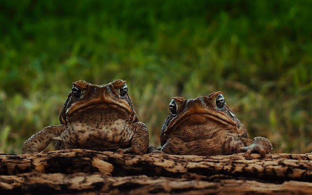 Small Animal Talk: Cane toads: a history, a gross case study, and first ...