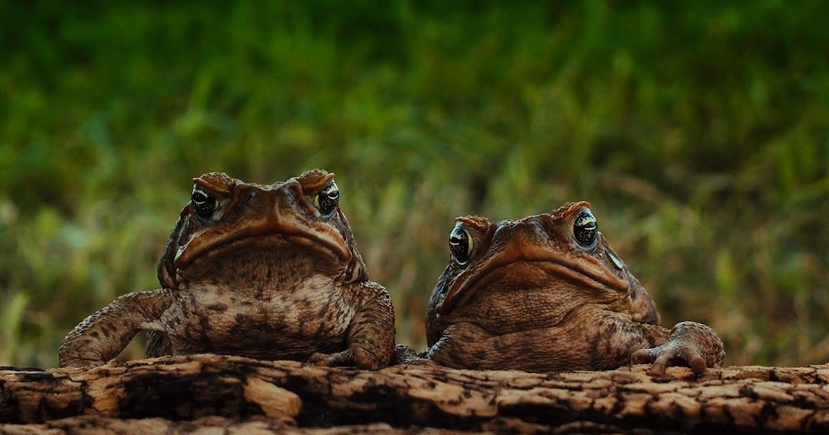Small Animal Talk: Cane toads: a history, a gross case study, and first ...