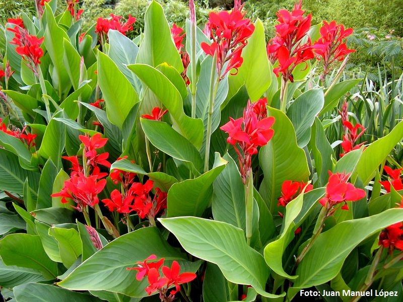 PLANT FAMILIES OF PUERTO RICO AND FLORIDA PAPO VIVES: CANNACEAE FAMILIA ...