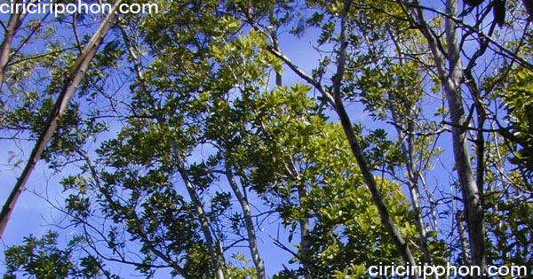 Manfaat dan Fungsi dari Tanaman Akasia - Ciriciripohon.com