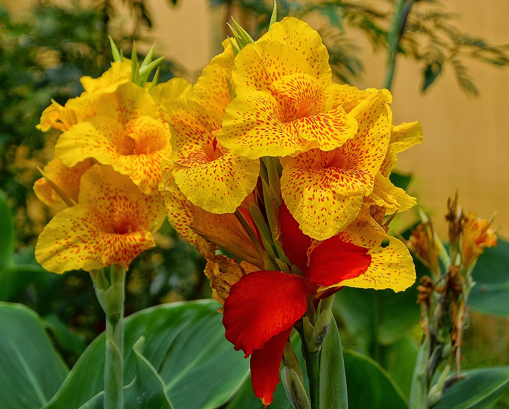 Home And Garden : Canna indica