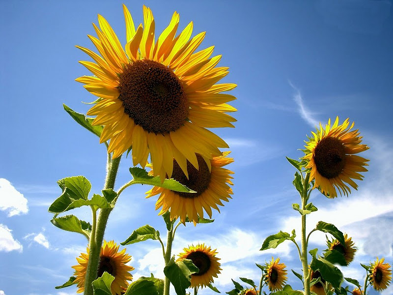 Two Men and a Little Farm: SUNFLOWERS