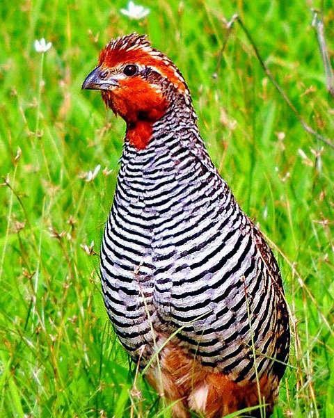 List of Indian Pheasants - Pictures | Birds of India | Bird World
