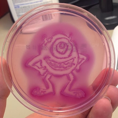 Bird Cage: A misunderstood form of art: agar art!
