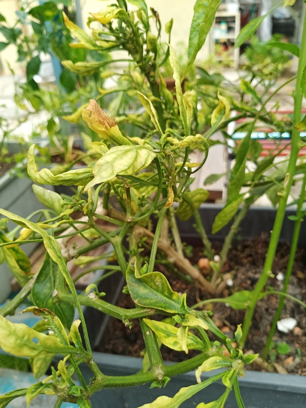 DIY Racun Organik Untuk Hapuskan Bena Putih Pada Pokok Cili