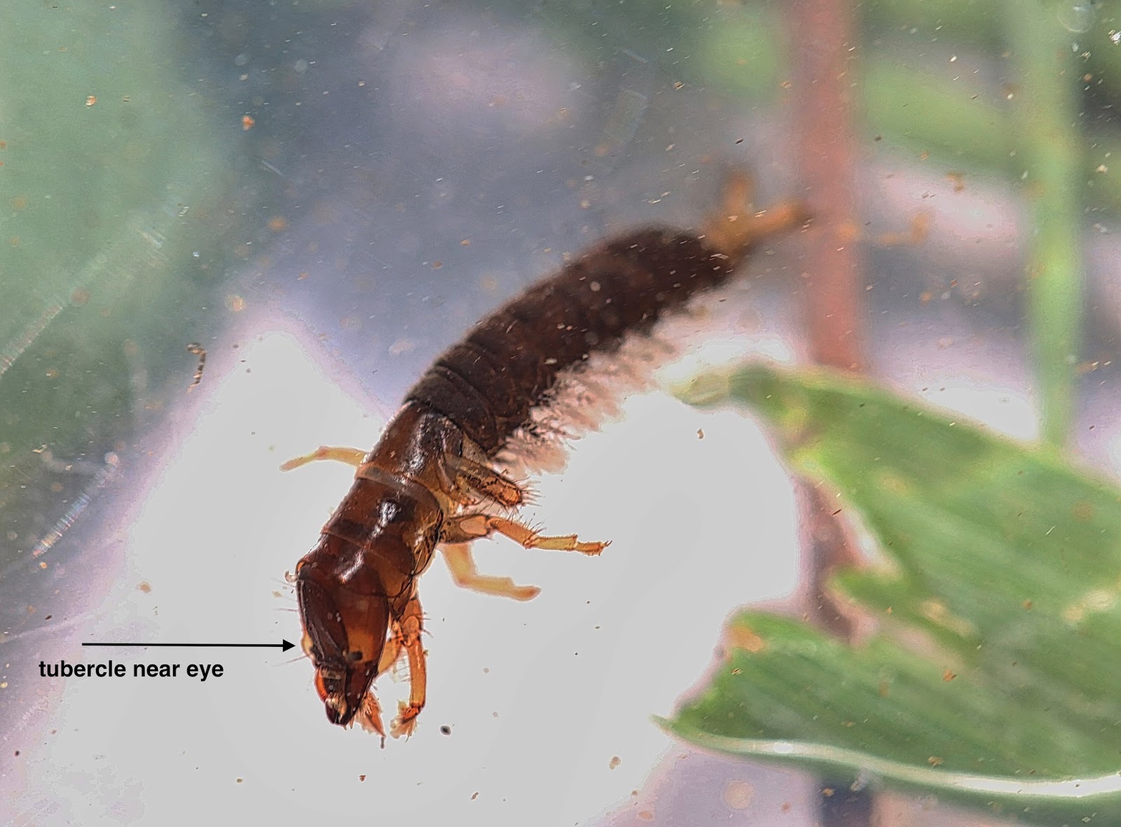 Aquatic Insects of Central Virginia: August 2017