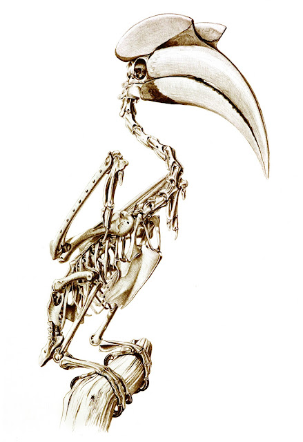 Birds from Behind : Unfeathered...