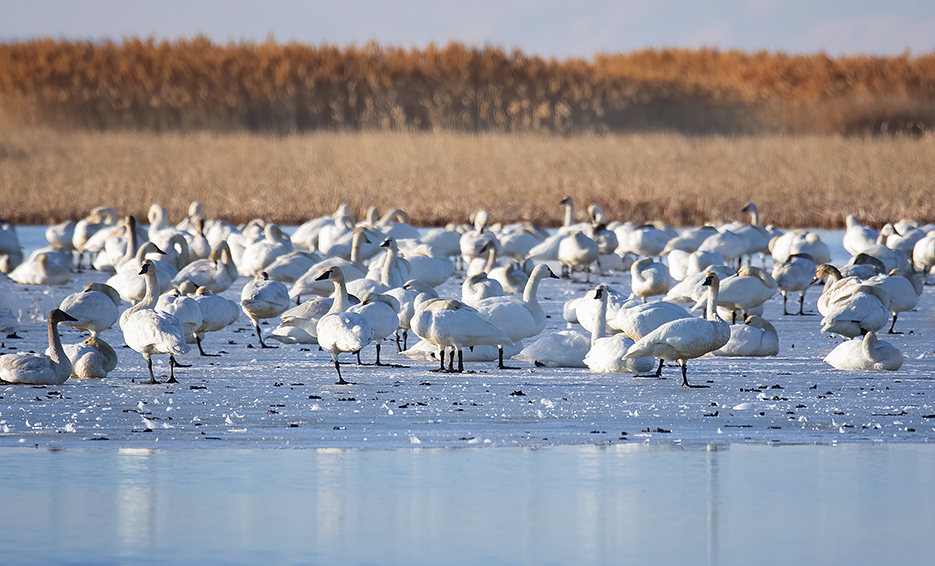 My Big Little World : Tundra Swans Are Showing Up in Northern Utah - I.