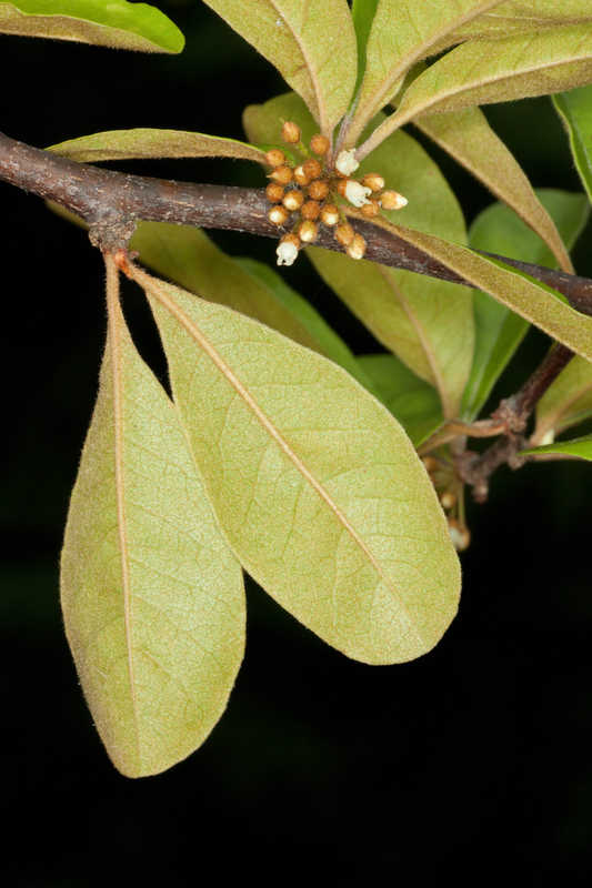 PLANT FAMILIES OF PUERTO RICO AND FLORIDA PAPO VIVES: SAPOTACEAE ...