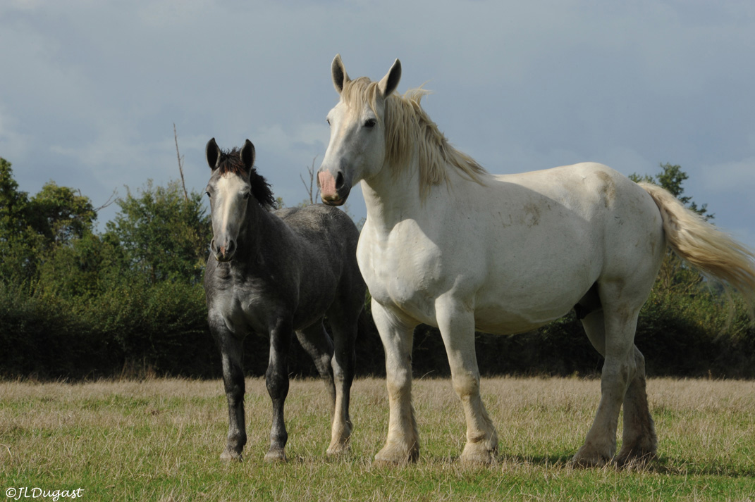 Percheron International: Percheronnes Aux Enchères