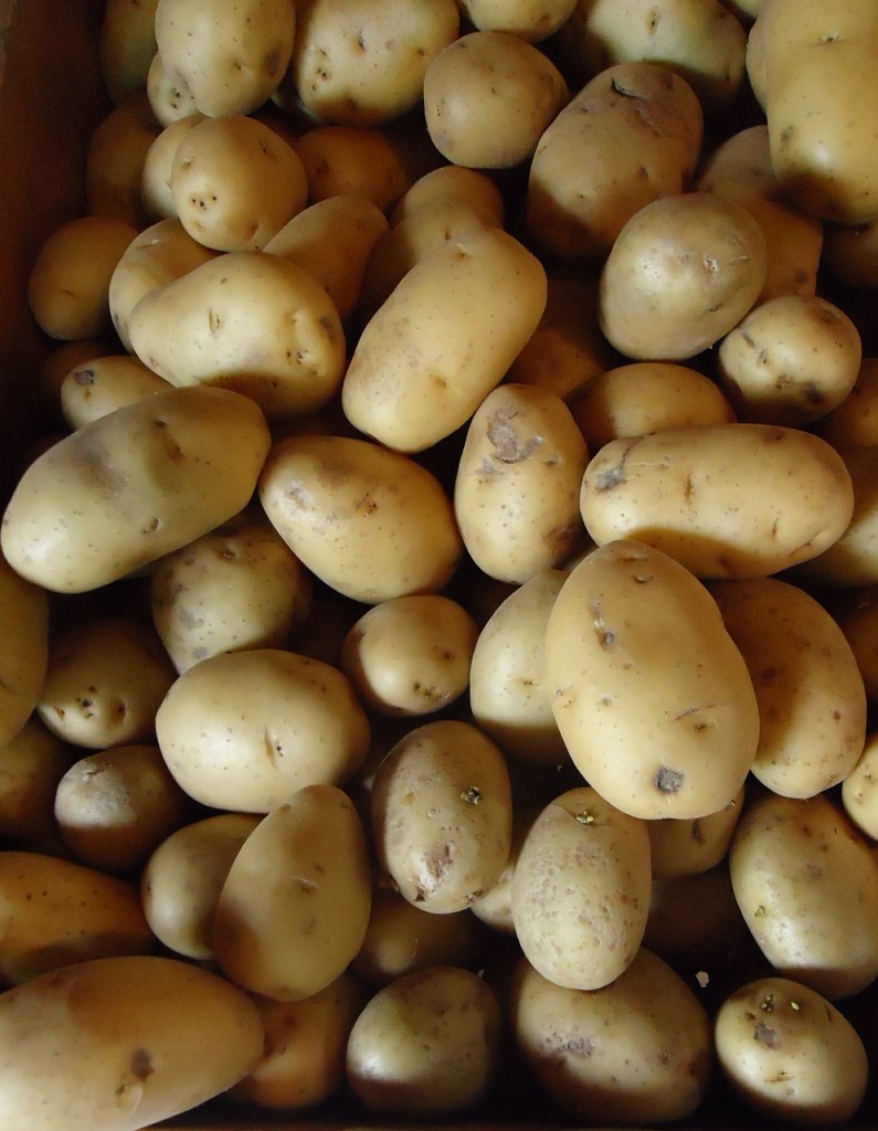 Cara Budidaya Tanaman Kentang Yang Cepat Panen