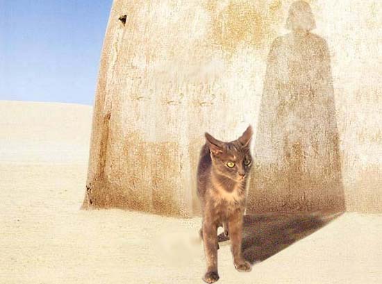 Bamboo Killers: The Scriptshadow: How I lost my faith in Carson Reeves