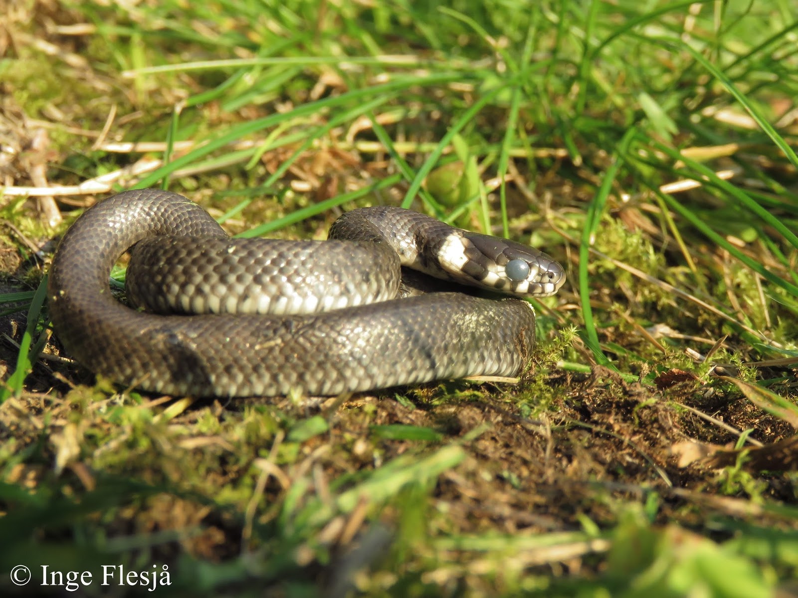 NaturFotoz: Buorm - Natrix natrix, årsunge. Eikelunden, Mandal 14.09.2016