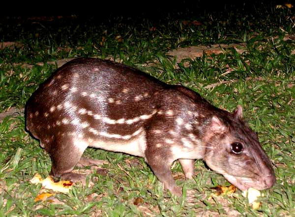 CRIAÇÃO DE ANIMAIS: Criação de Pacas (Agouti paca)
