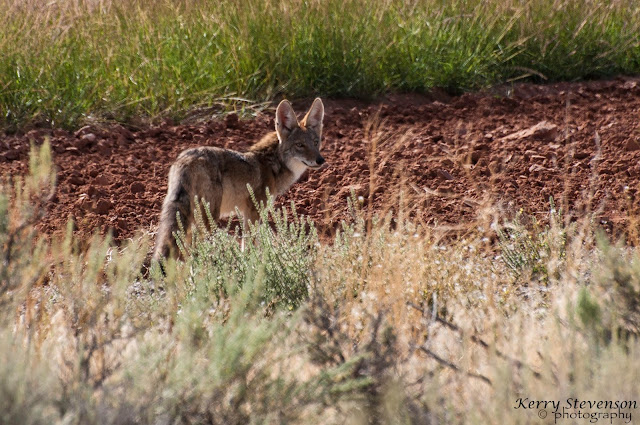 KERRY STEVENSON PHOTOGRAPHY: Coyotes