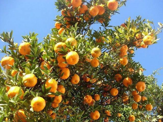 Good news for orange growers - Moral Jobs Stories
