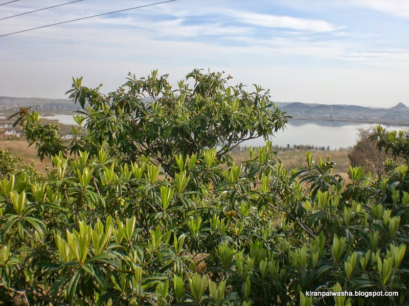 An overview of Kallar Kahar city and Lake from the top of the hill.