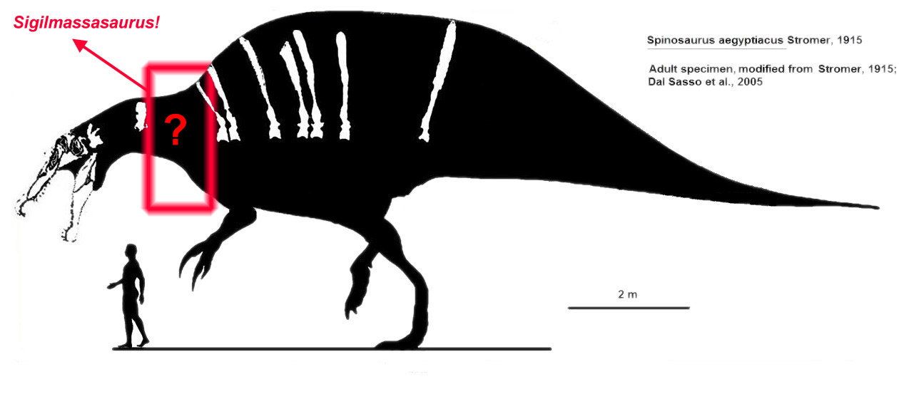 Theropoda: Sigilmassasaurus è Spinosaurus?