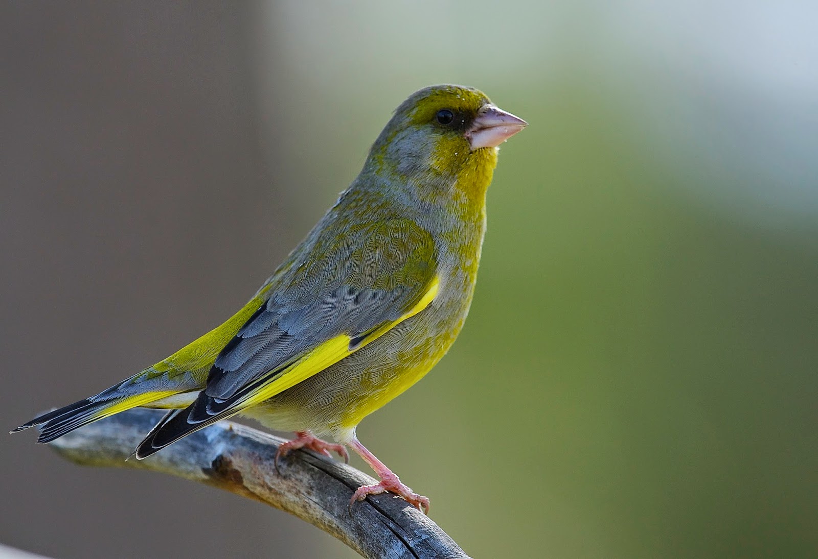 Naturfoto Einar Hugnes: Kjernebitere og andre småfugler på foringa
