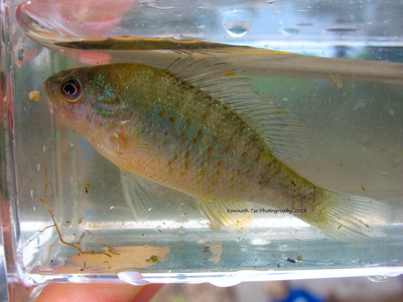 MuskieBait Adventures: Illinois Exploration 2013 (Day 3)