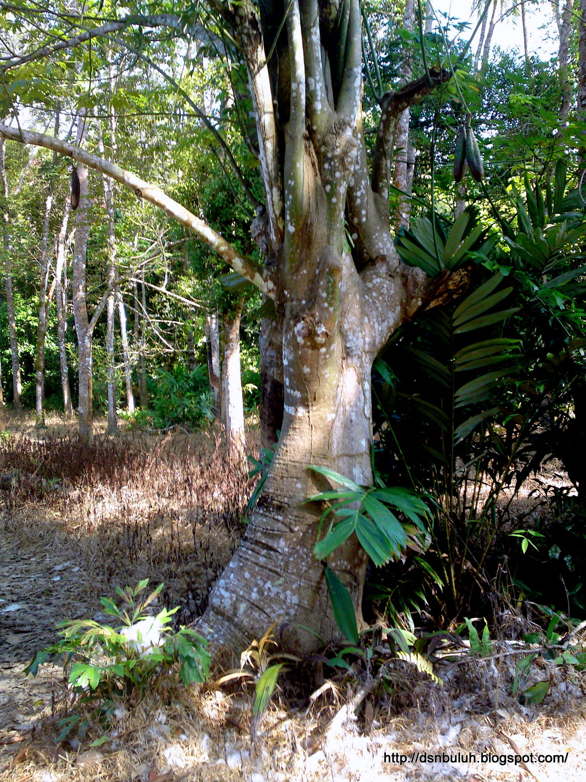 KAMPUNG DUSUN BULUH PULAI CHONDONG MACHANG KELANTAN: Pohon Kabbu 1
