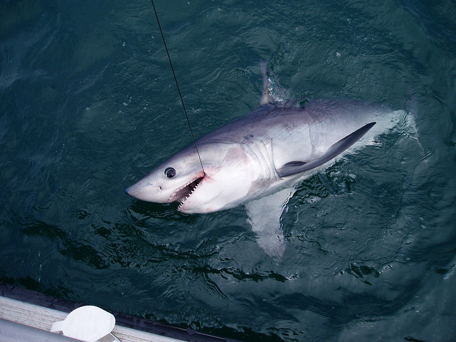 Animals of the world: Porbeagle Shark