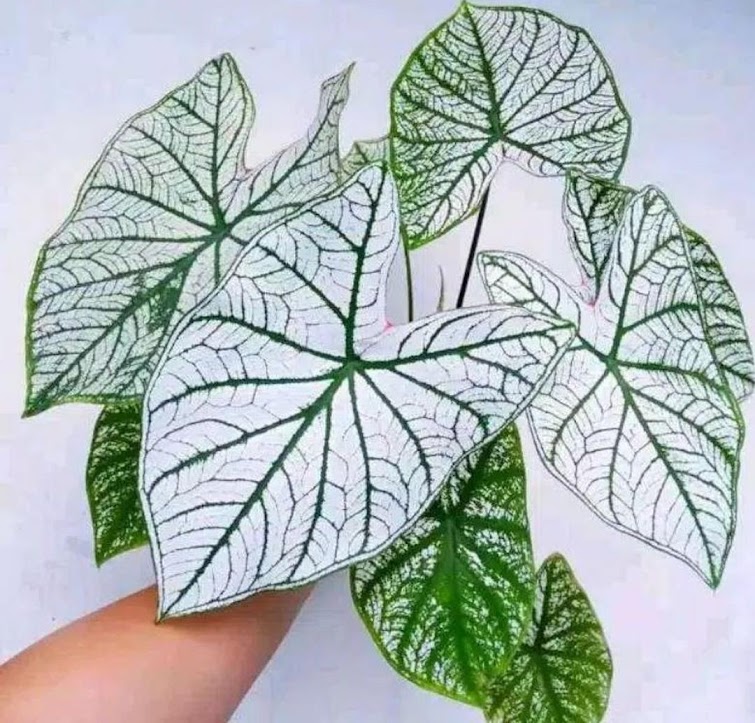 Petani Tanaman Hias Caladium Variegata Manado - Kenzo Florist