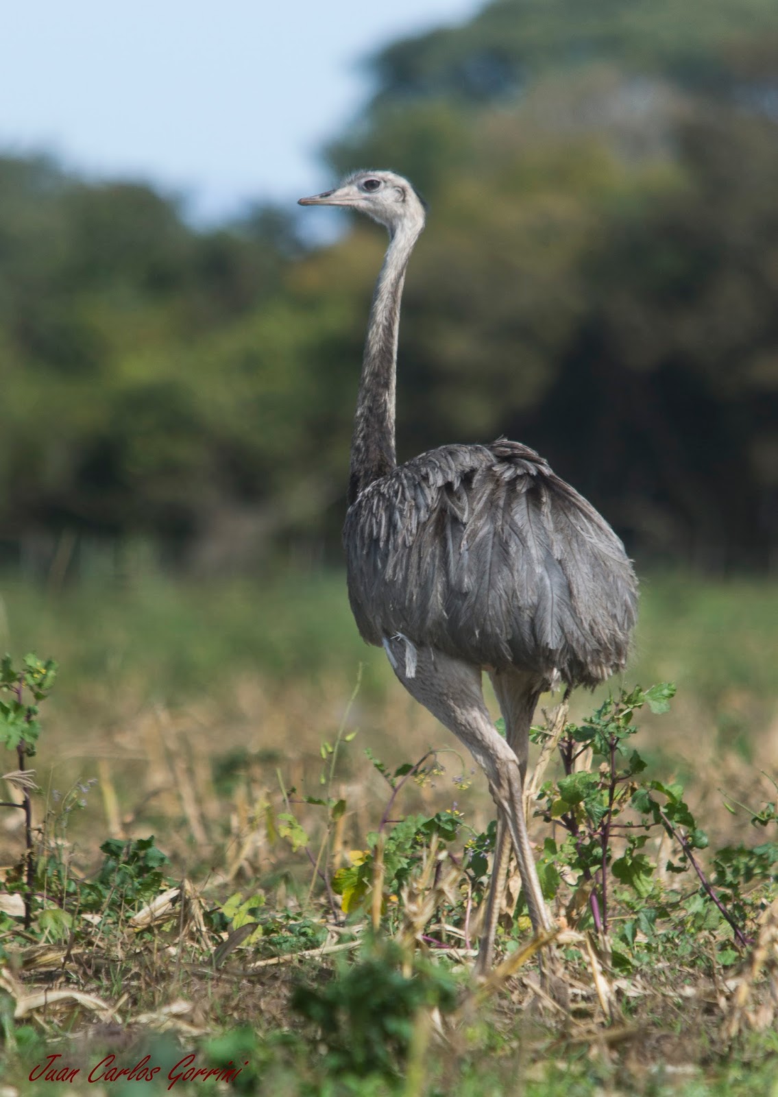 Aves Rosario de la Frontera Salta: Ñandú, el gran corredor del pastizal.