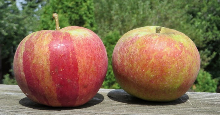 Ellison's Orange - Adam's Apples