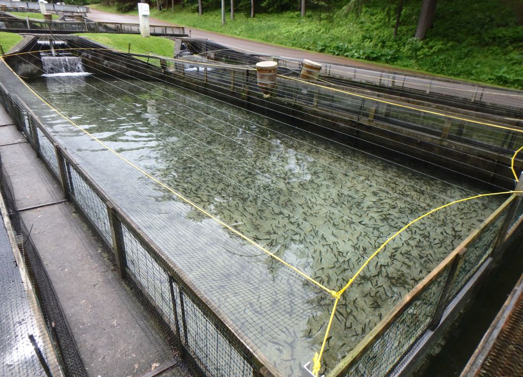 Windswept Adventure: State Fish Hatchery In Chateaugay, NY - Part 1