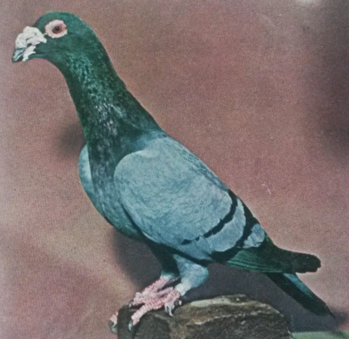 Syrian Bagdad or Bagdadi Pigeon Origin Description Size Ornaments ...