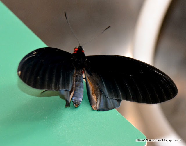 The Forested Path (and Beyond): BUTTERFLIES of RAUB: The Malayan ...