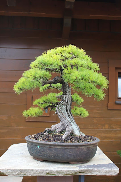 wildwoodbonsai: Czech Republic, Pavel and Mirek. Day One