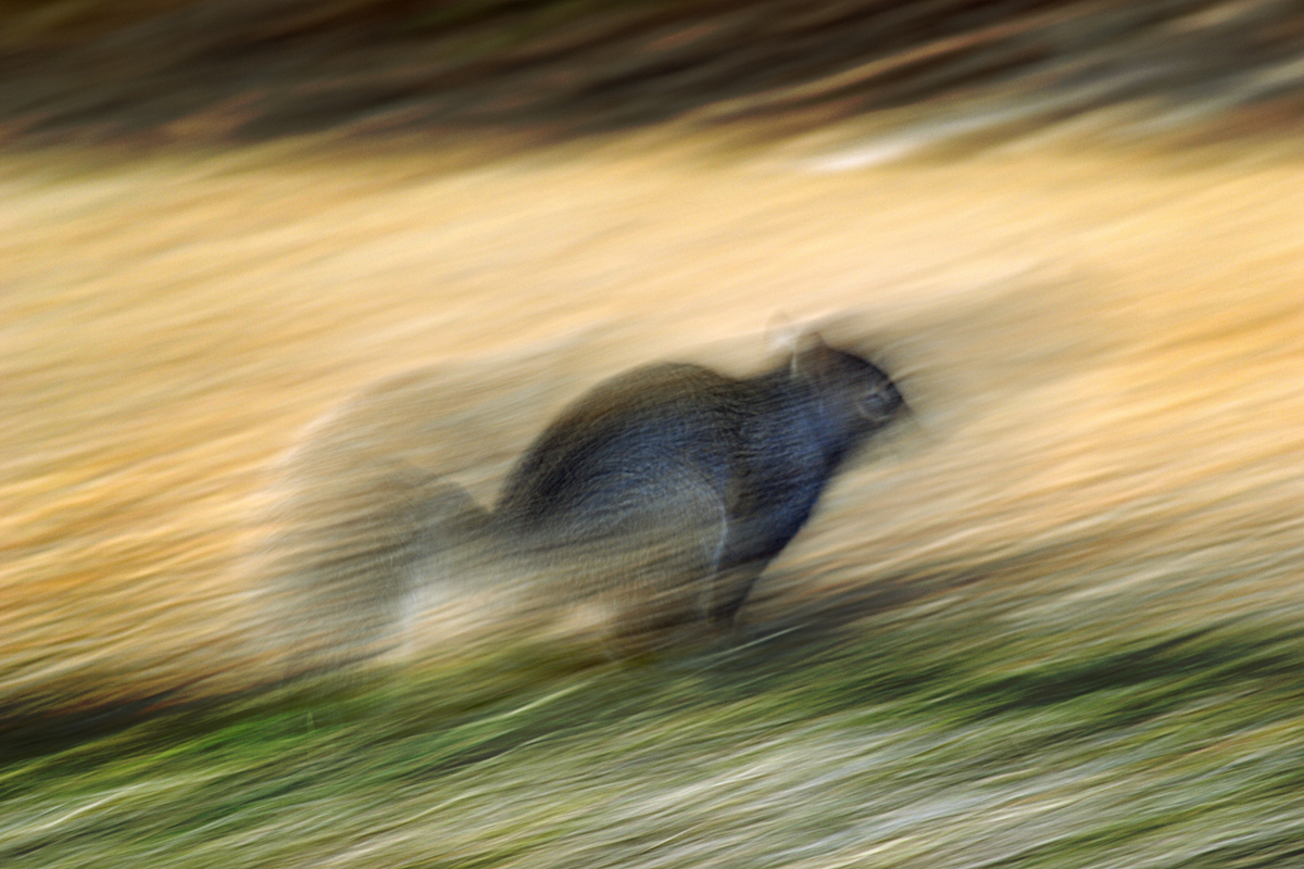 Art 328 Digital Photography, Fall 2014: Expressing Movement