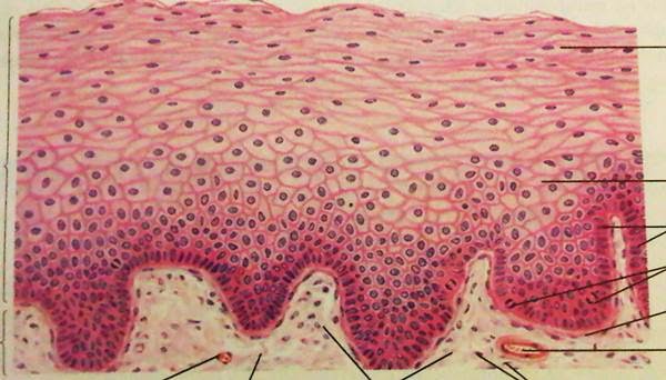 Epitelium Berlapis | belajar biologi disini