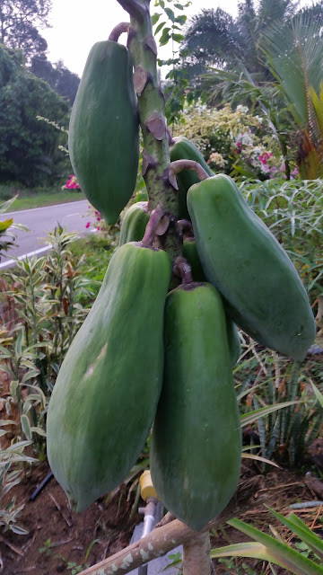 Warisan Petani: Tanaman Betik