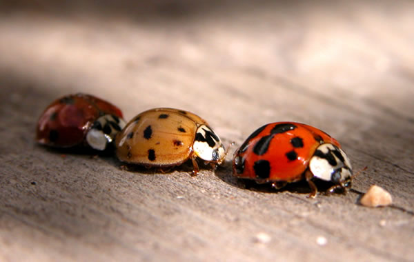 Collection of Photographs: Most Beautiful Ladybug Photography