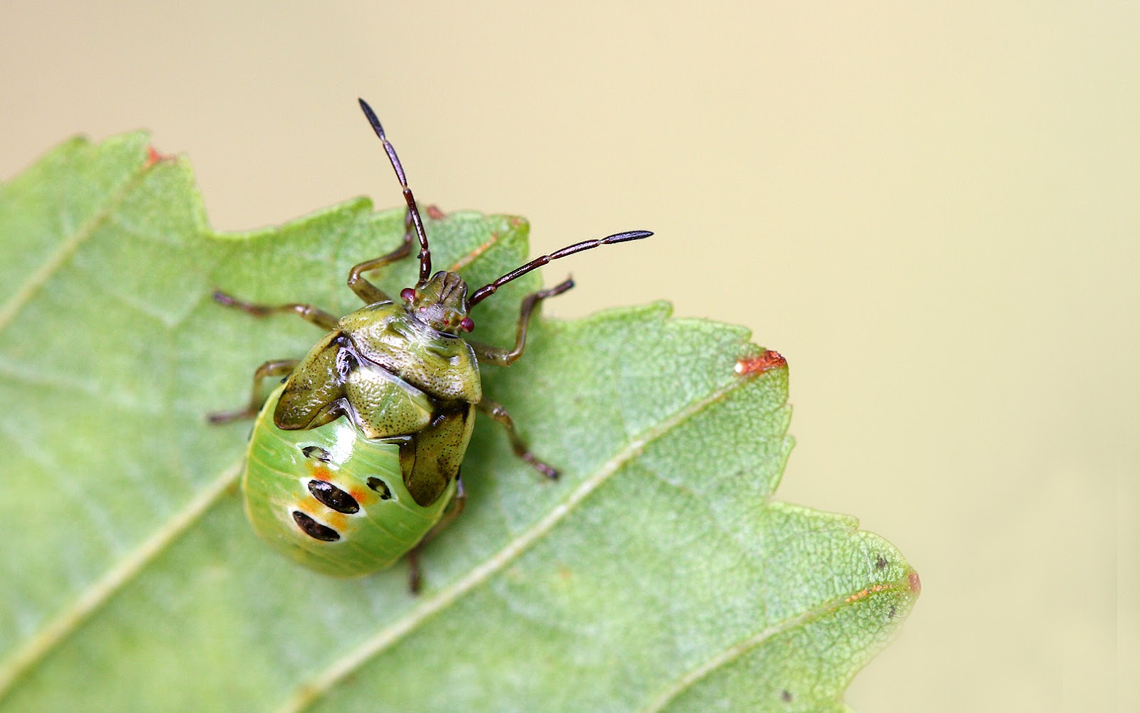 JJ's Photographic nature blog: September 2012