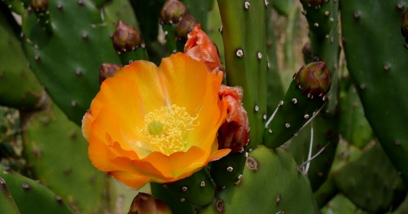 Un altre punt de vista: Flor de cactus