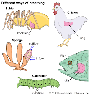 All About Living Things: Life Processes of Animals: Animals Excrete and ...