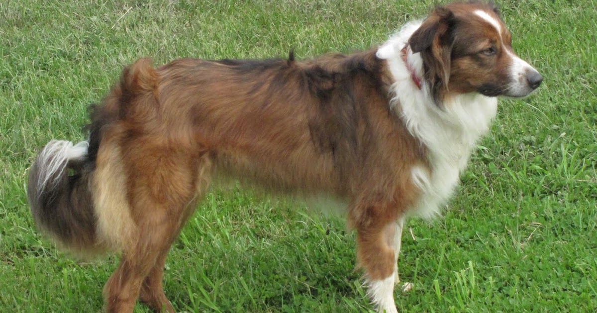 Sable English Shepherd